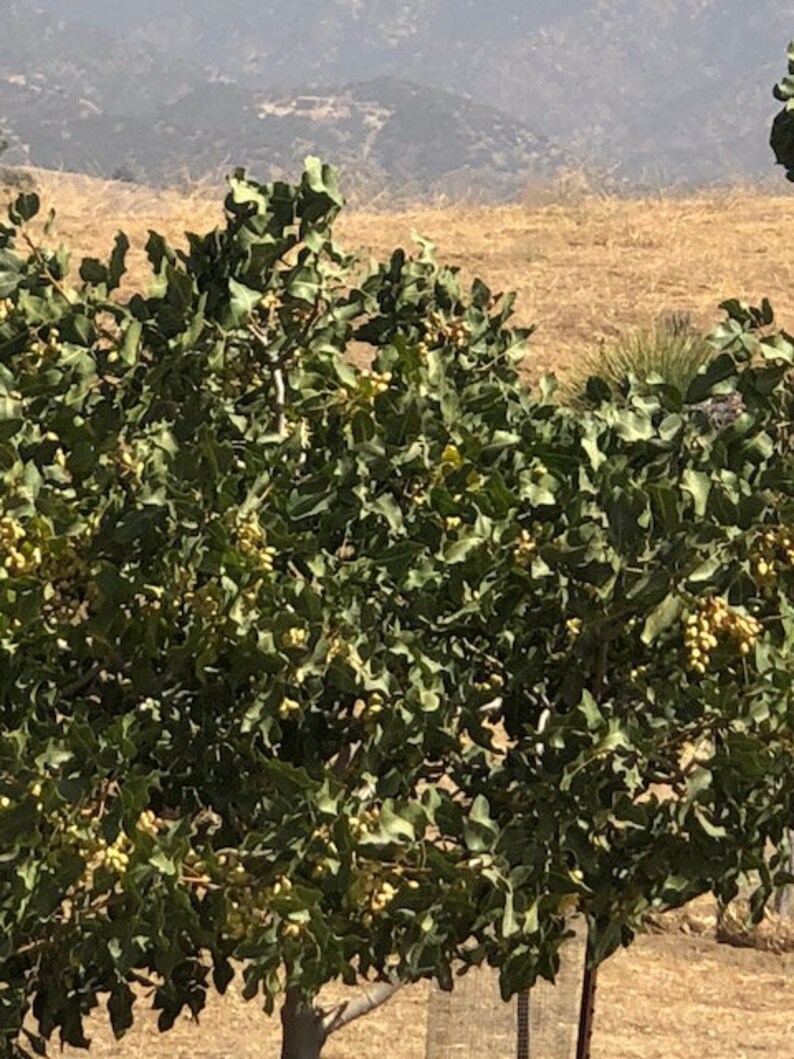 25 Pistachio Seeds From Golden Hill Pistachio Tree Grown in - Etsy