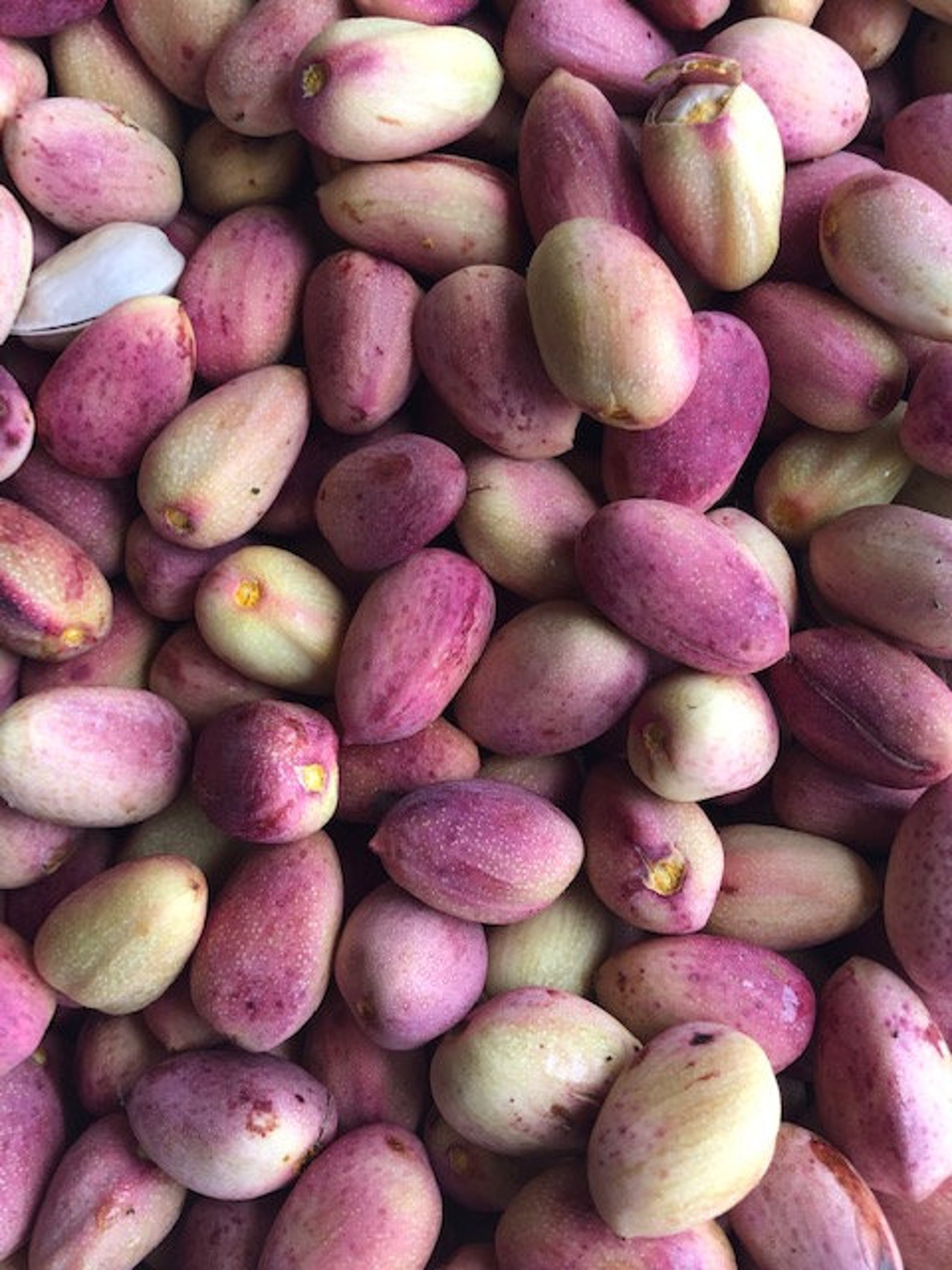 25 Pistachio Seeds From Golden Hill Pistachio Tree Grown in - Etsy