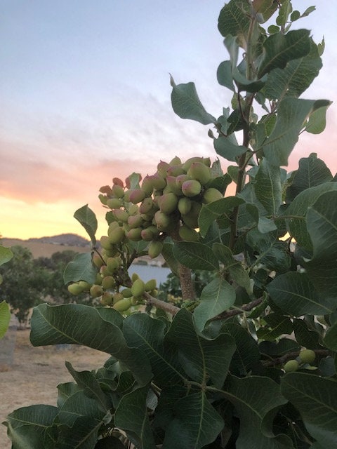 25 Pistachio Seeds From Kerman Pistachio Tree Grown in | Etsy