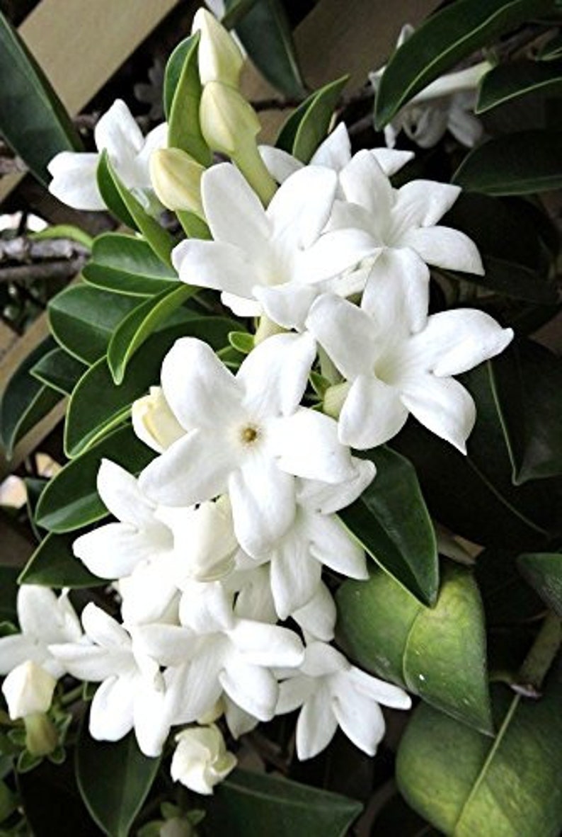 Freshest Stephanotis Floribunda Madagascar Jasmine Seeds. - Etsy