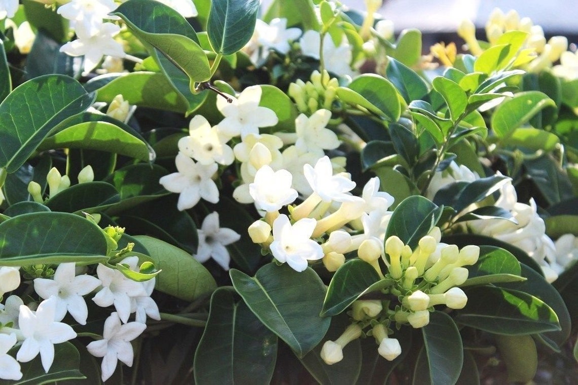 Stephanotis Floribunda Madagascar Jasmine plant 3.5 | Etsy