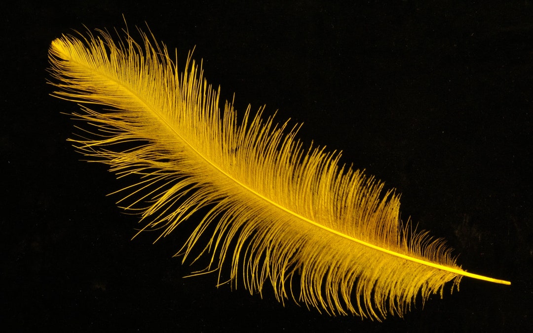 Nandou Feather, Rhea Feathers, Milliner Feathers, Fly Feather, Fly ...