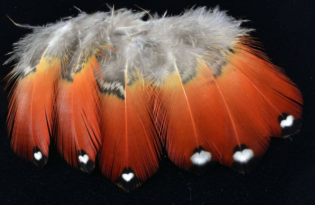 6 Feathers of Tragopan Satyr .... RARE.... Chest Feathers - Etsy