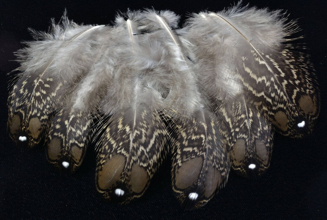 6 Feathers of Tragopan Satyr .... RARE.... Wing Cover Feathers - Etsy