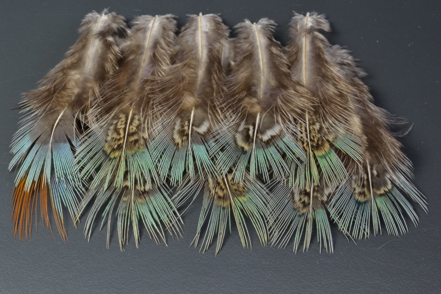 Plumes de faisant, plumes pour mouche, plumes modiste, plume pour ...