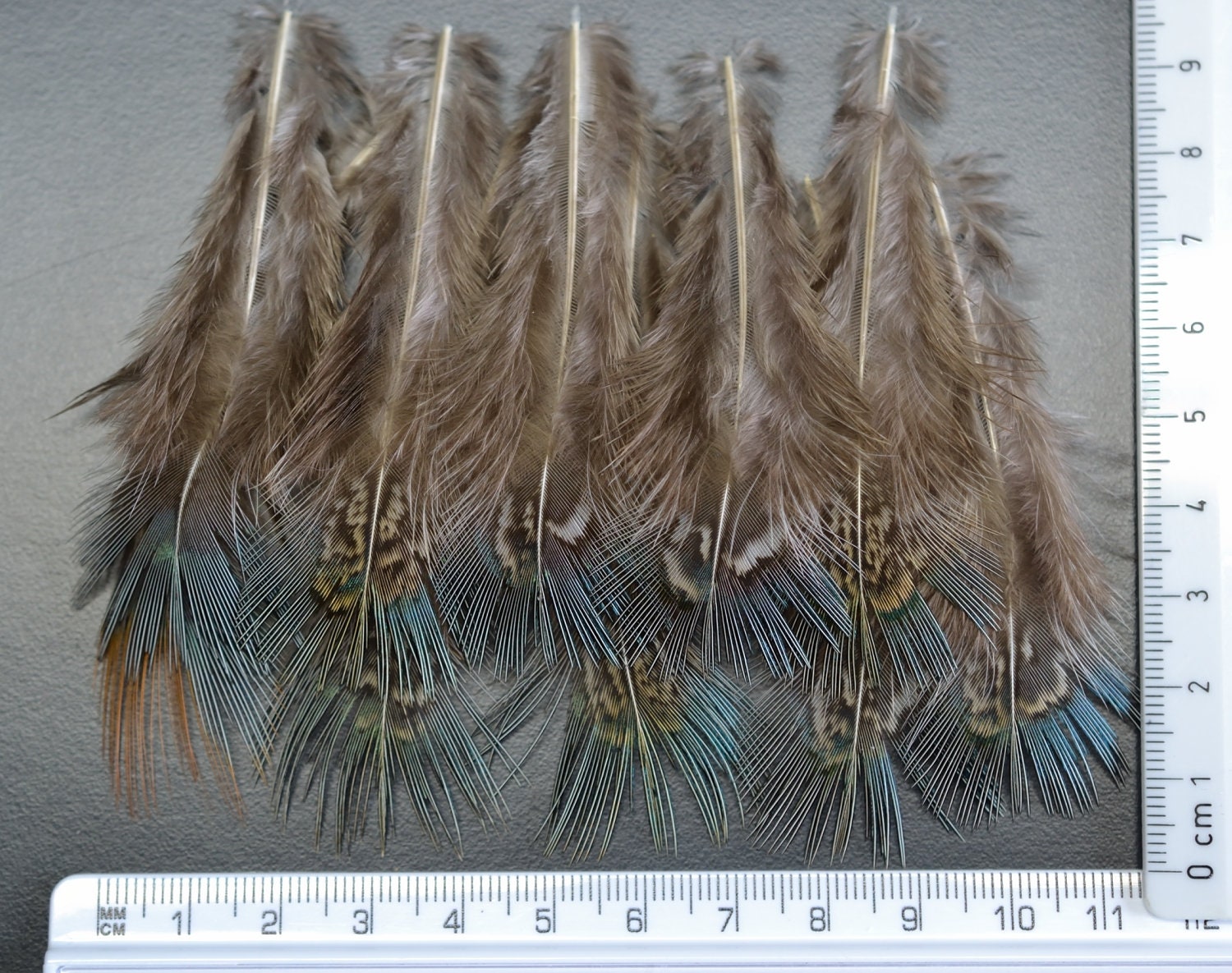 Plumes de faisant, plumes pour mouche, plumes modiste, plume pour ...
