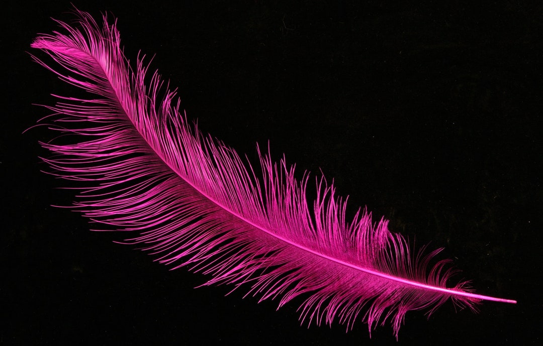 Nandou Feather, Rhea Feathers, Milliner Feathers, Fly Feather, Fly ...