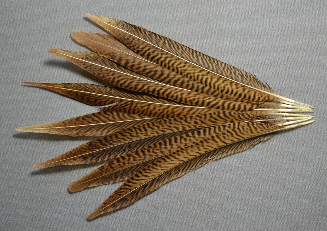 Plumes de queue de faisan doré, golden pheasant, plumes pour mouche ...