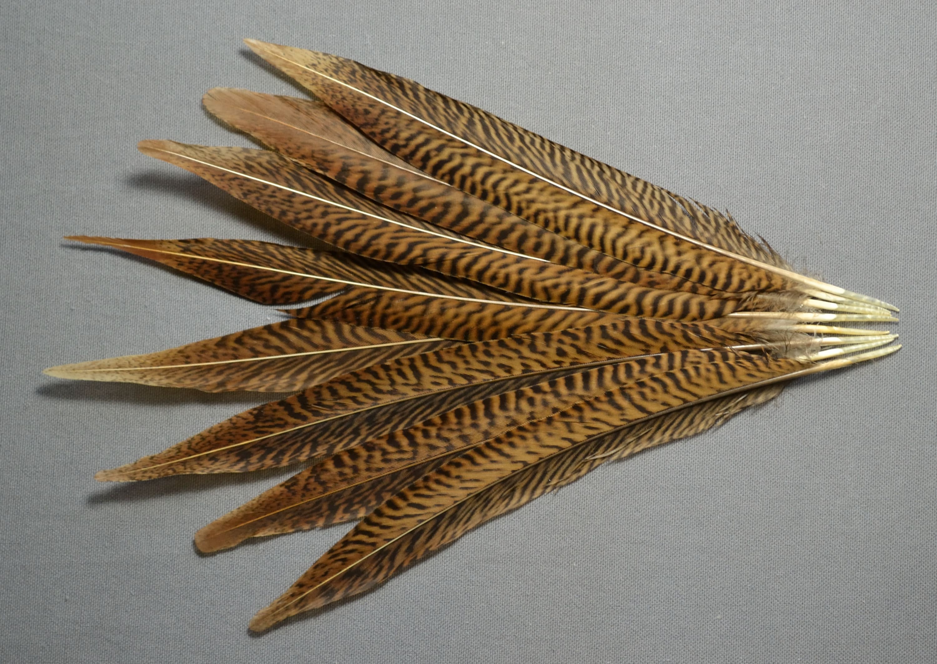 Golden Pheasant Tail Feathers, Golden Pheasant, Fly Feathers, Milliner ...