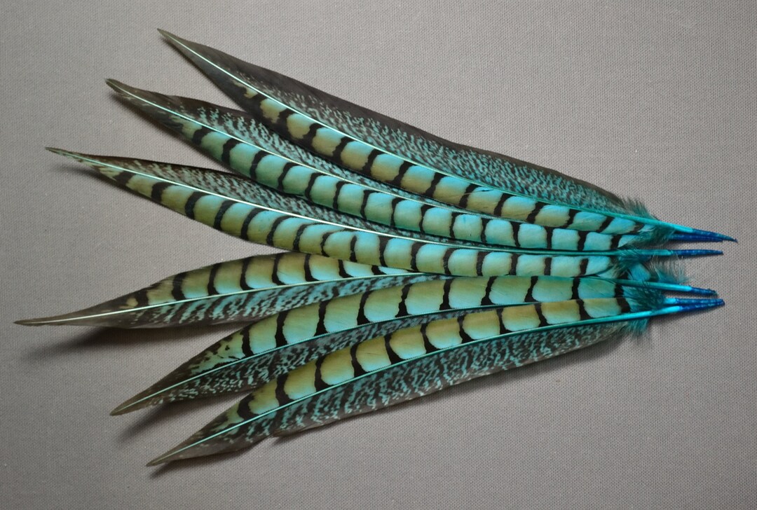 1 Pheasant Tail Feather Lady Amherst 25-30 Cm Turquoise Color, Fly ...