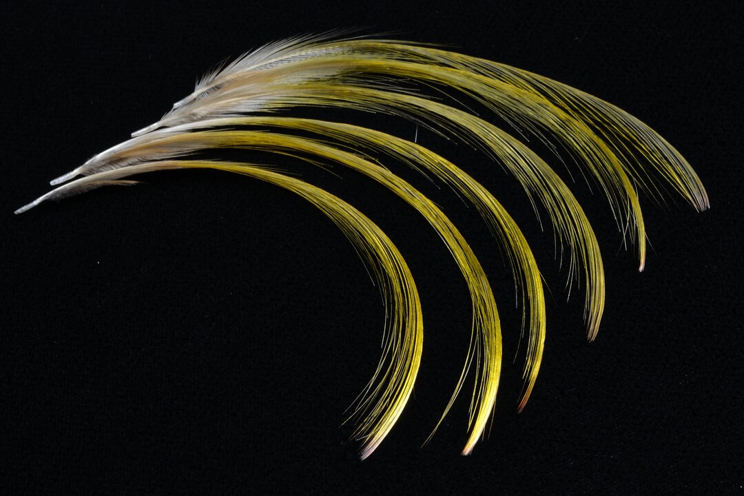 Set of 6 Isabelle Red Golden Pheasant Crest Feathers, Fly Fishing ...