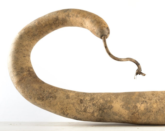 Curly Snake Gourd - Etsy