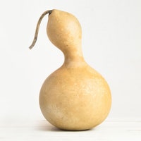 Gourd Autum Wings Gourd Seeds NJ USA Heirloom Organic See My Store for ...