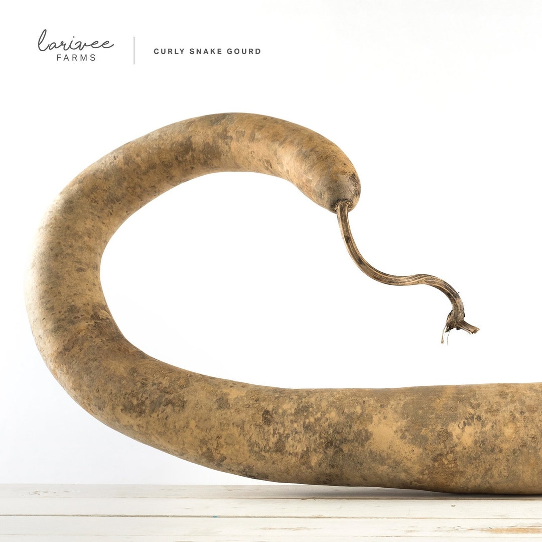 Curly Snake Gourd - Etsy