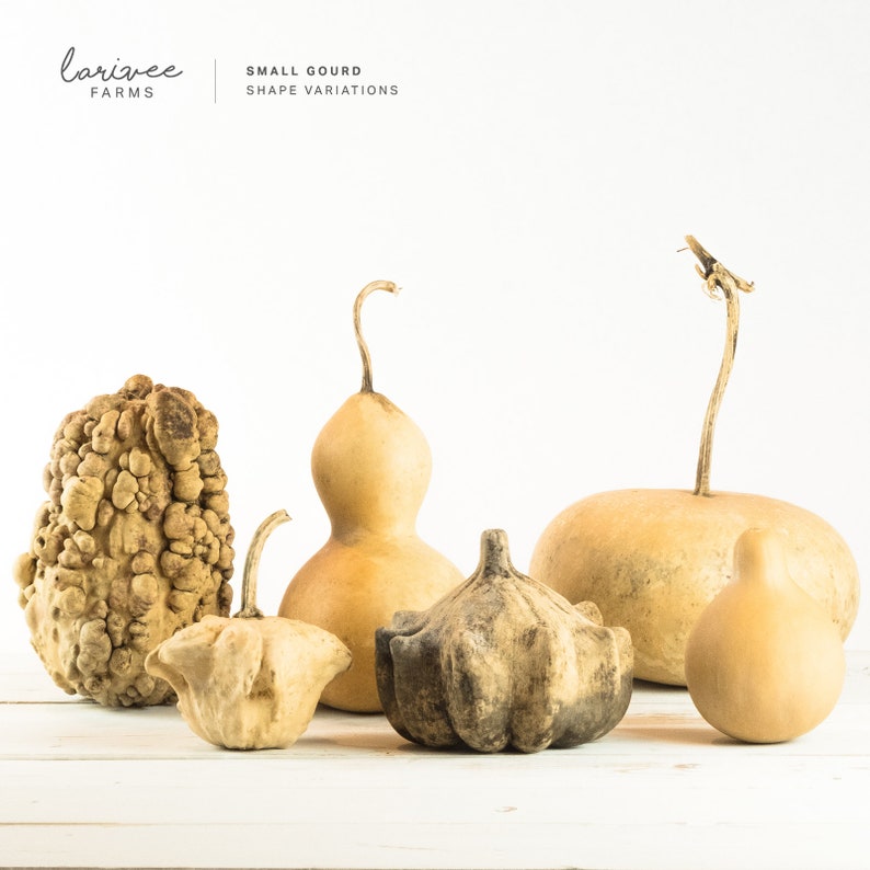 Six Mix Small Gourds Various Shapes | Etsy