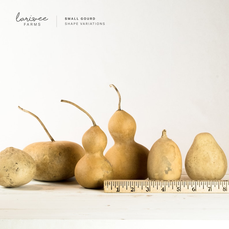 Six Mix | Small Gourds | Various Shapes - Etsy