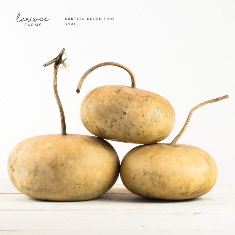 Small Canteen Gourd Trio - Etsy