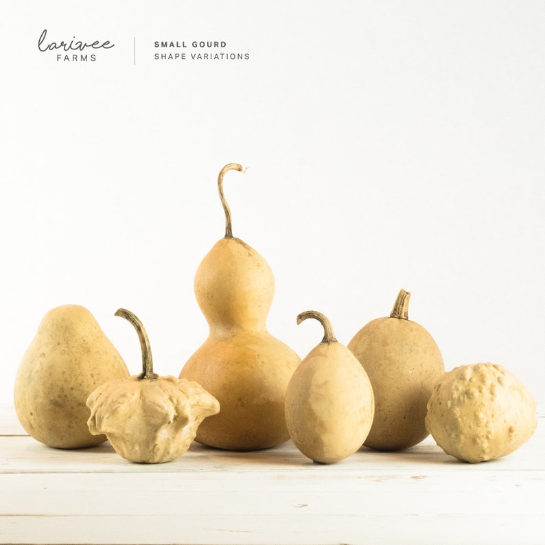 Six Mix | Small Gourds | Various Shapes - Etsy