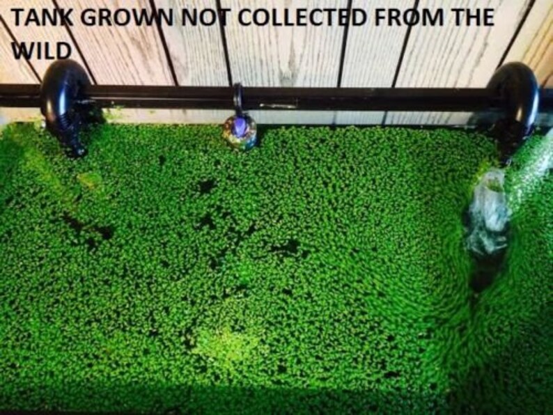1 Table Spoon of Duckweed. Tank Raised Not Collected From the - Etsy