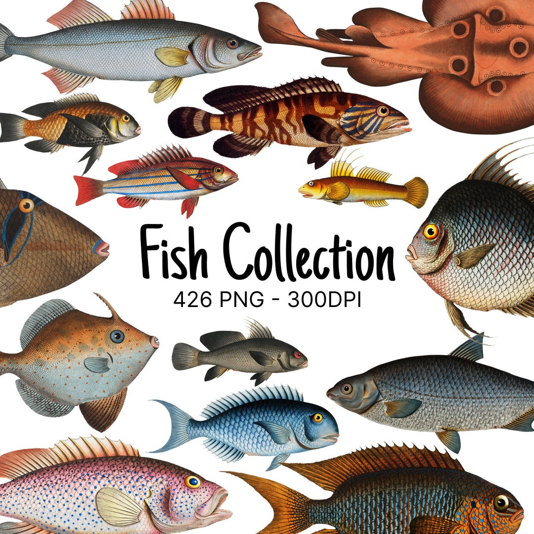 Fish Clipart Collection: 426 Fishing Clipart PNG With Transparent ...