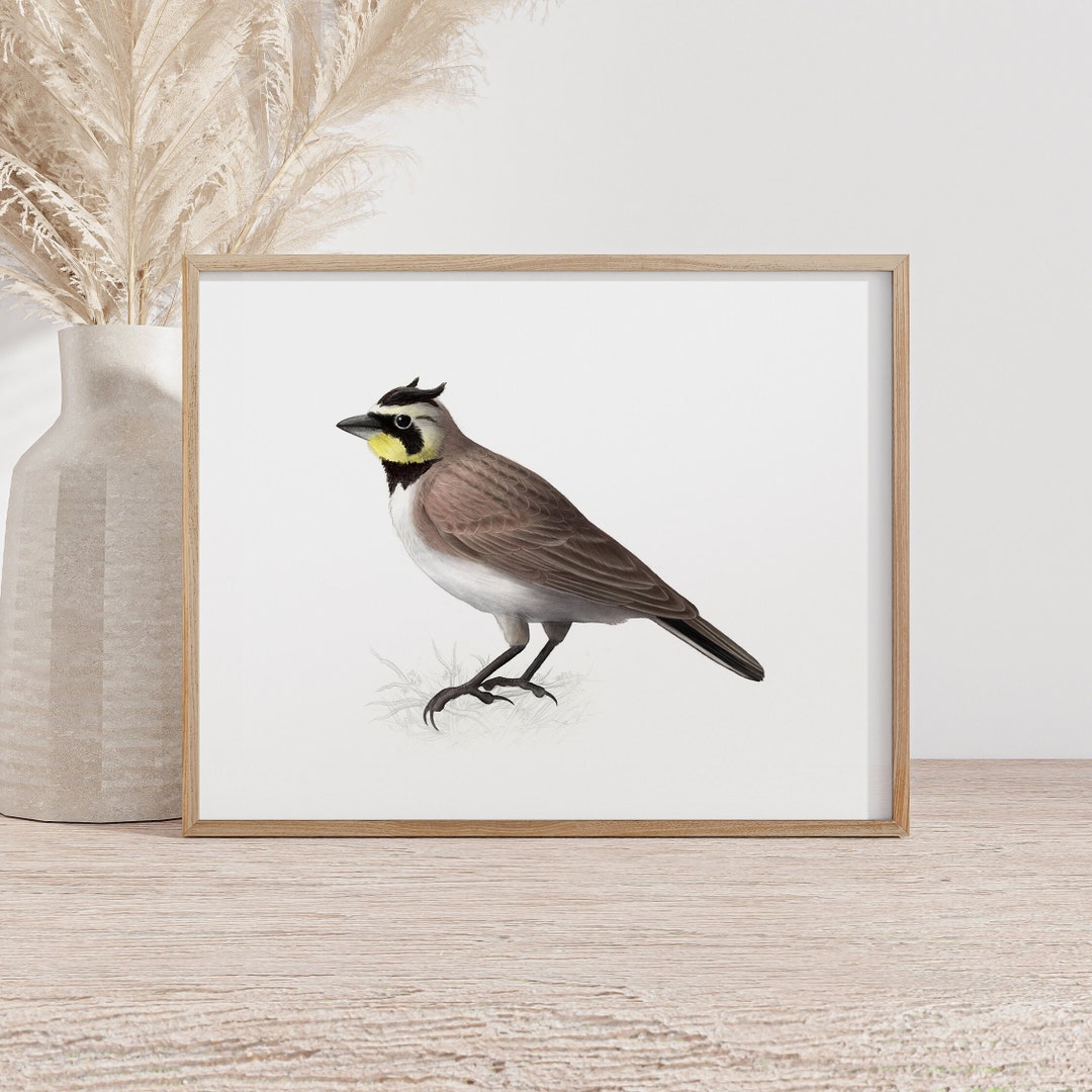 Horned Lark Art Print, Antique Bird Wall Art, Bird Illustration, Lark ...