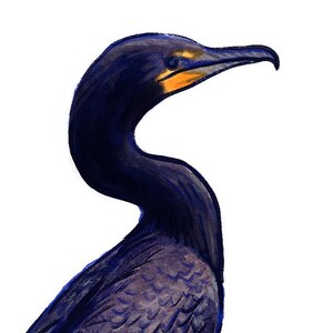 Cormorant Art Print - Watercolor Illustration for Bird Lovers, Coastal ...