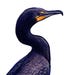 Cormorant Art Print - Watercolor Illustration for Bird Lovers, Coastal ...
