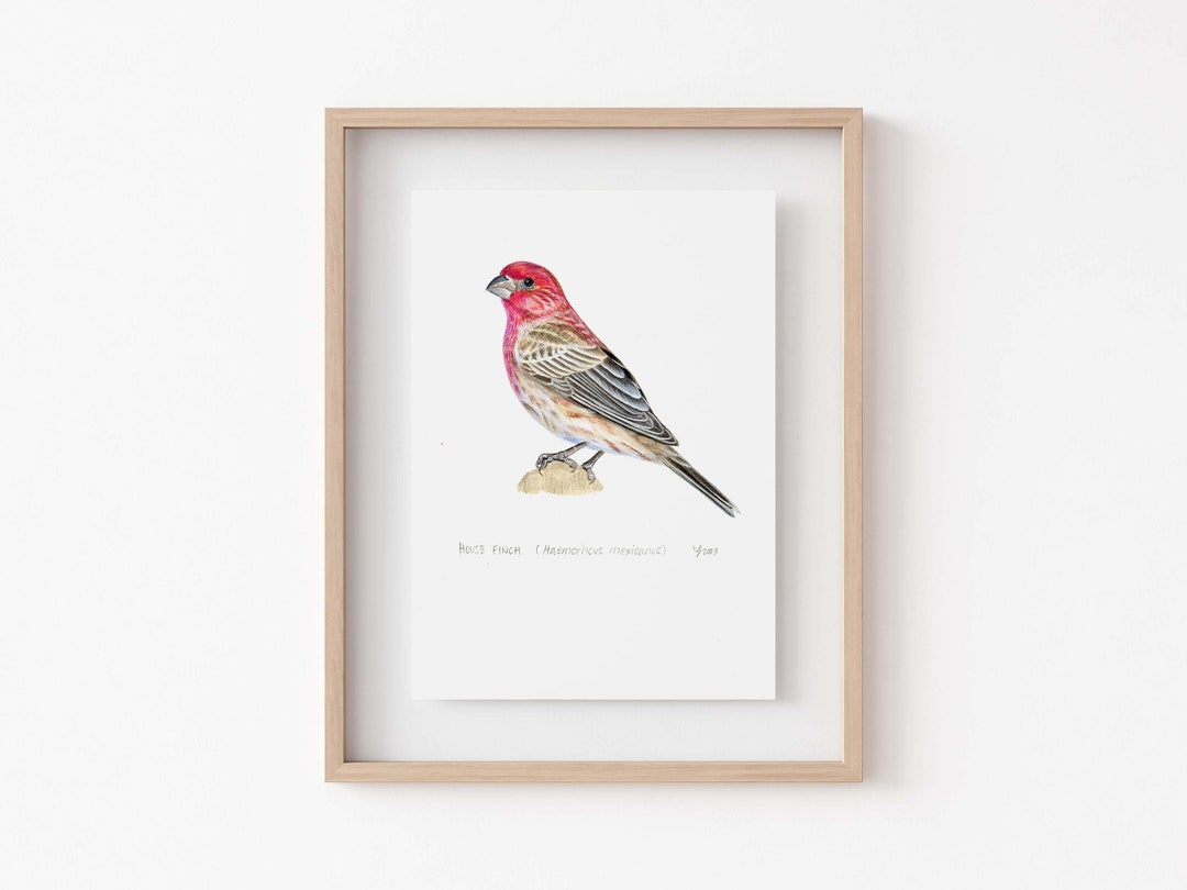 House Finch Art Print - Charming Bird Decor for Home & Garden - Unique ...