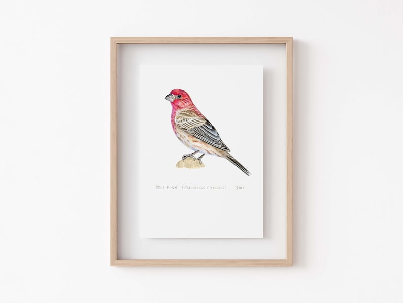 House Finch Art Print Charming Bird Decor for Home & Garden Unique ...
