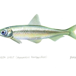 Delta Smelt Art Print - Fish Art to Elevate Your Wildlife Inspired ...
