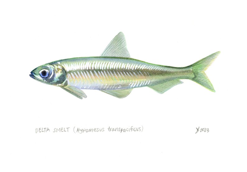 Delta Smelt Art Print - Fish Art to Elevate Your Wildlife Inspired ...
