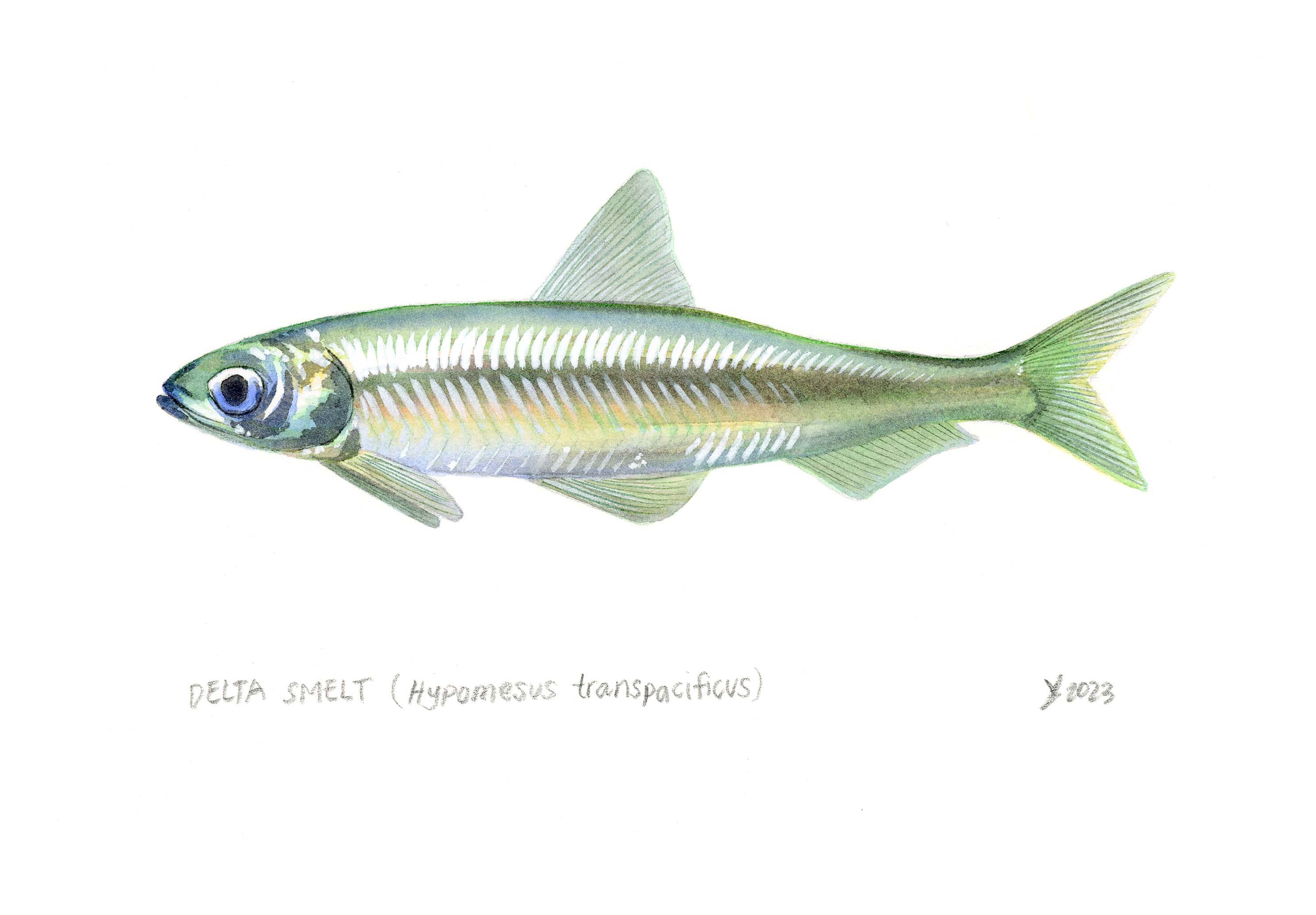 Delta Smelt Art Print - Fish Art to Elevate Your Wildlife Inspired ...