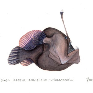 Anglerfish Watercolor Print - Black Seadevil, Deep Sea Creature, Creepy ...
