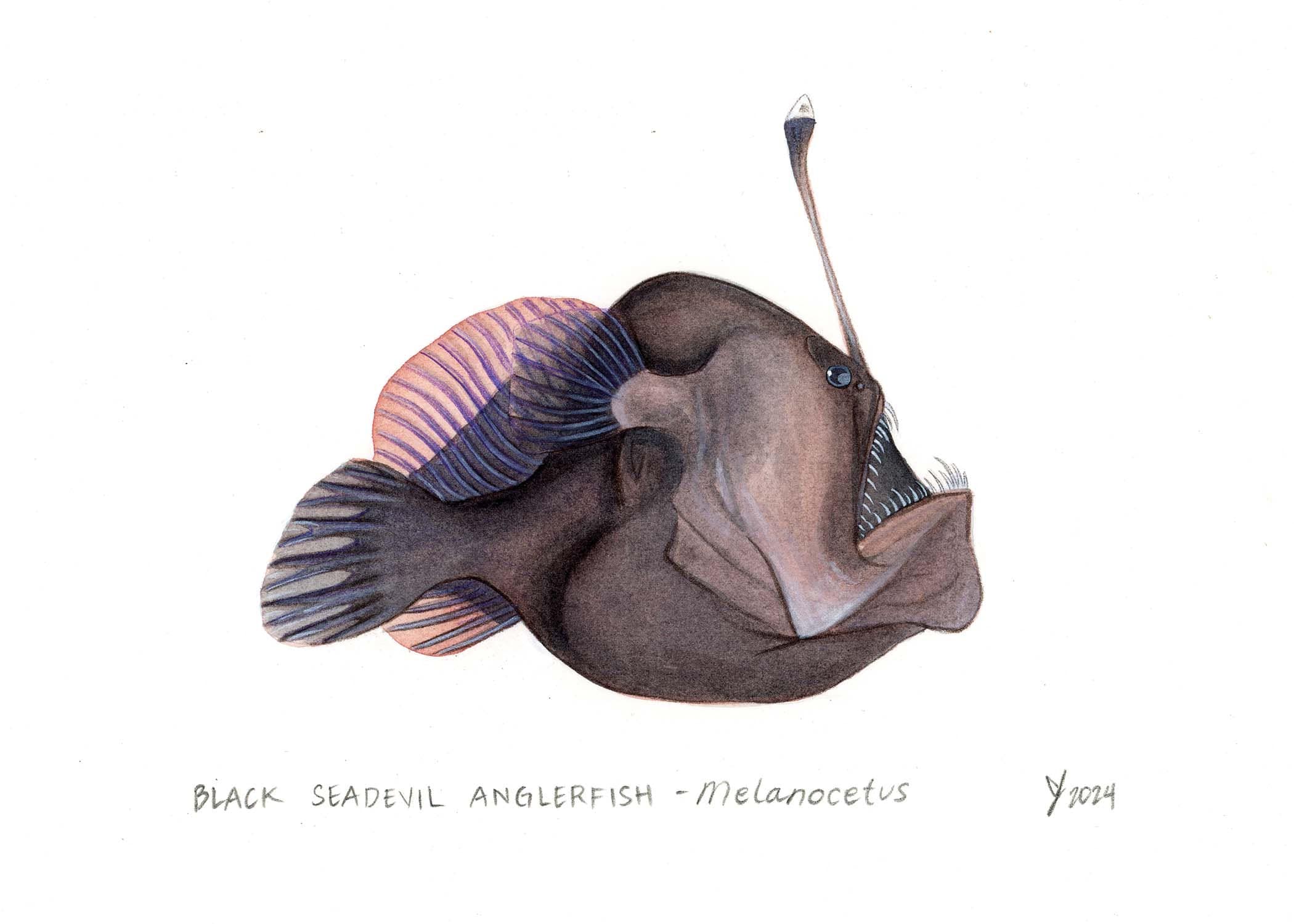 Anglerfish Watercolor Print - Black Seadevil, Deep Sea Creature, Creepy ...