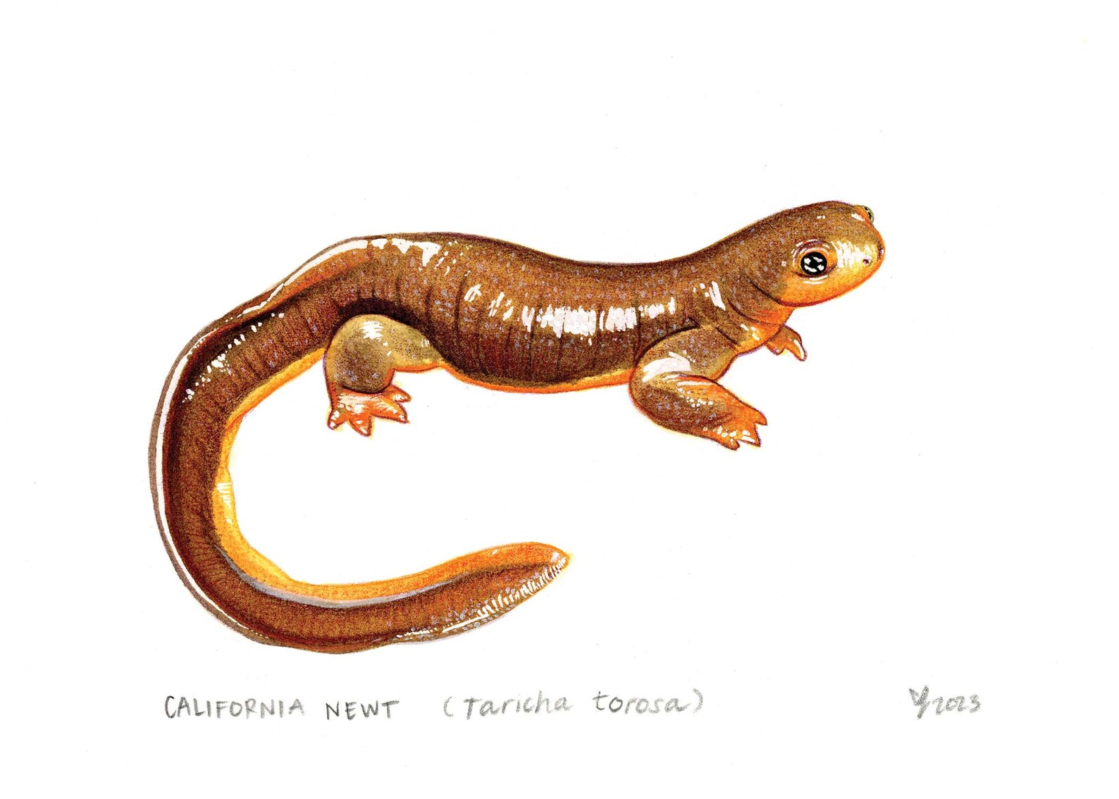 California Newt PRINT Newt Art Newt Painting California - Etsy