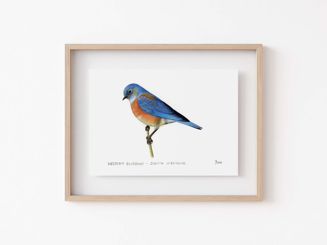Vintage Inspired Western Bluebird Print - Ideal Gift for Bird Watching ...