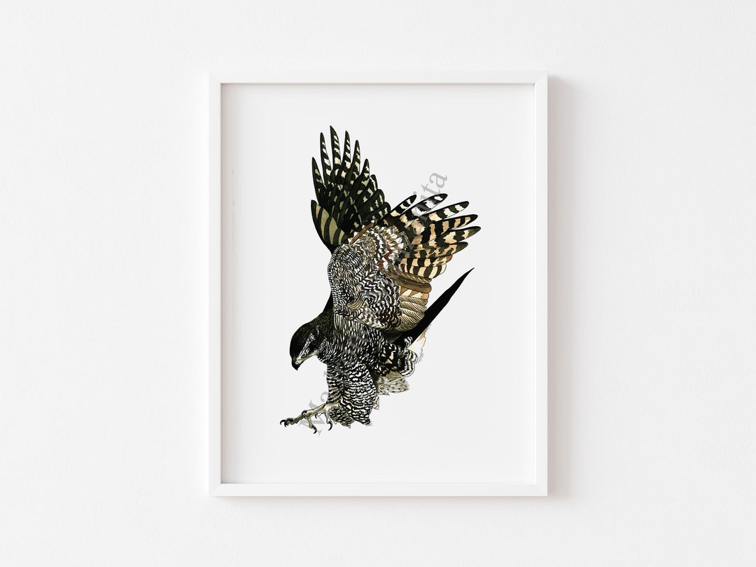 Northern Goshawk Watercolor & Ink Print - Hawk Painting, Bird Watcher ...