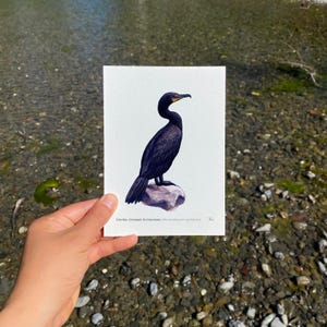 Cormorant Art Print - Watercolor Illustration for Bird Lovers, Coastal ...