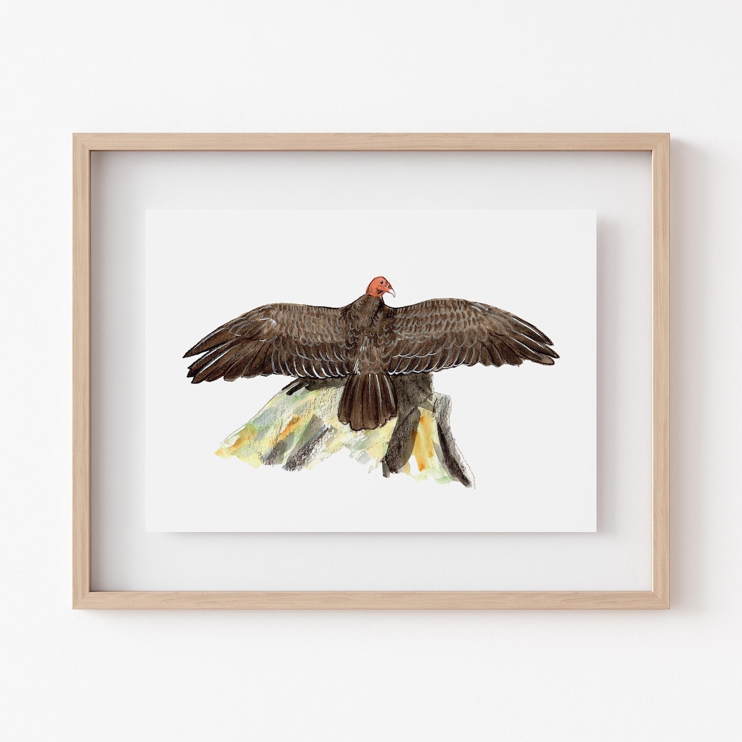 Turkey Vulture Art Print - Bird Decor for Bird Watchers and Nature ...