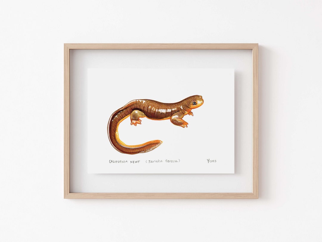 California Newt Print - Wildlife Art for Woodland Decor & Herping ...