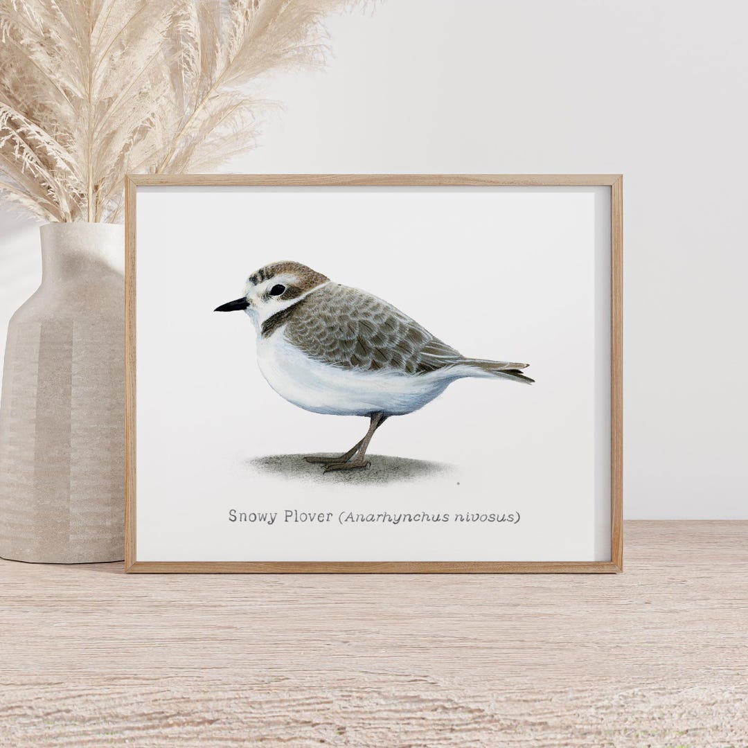 Snowy Plover Art Print - Watercolor Beach Art, Beach House Decor, Beach ...