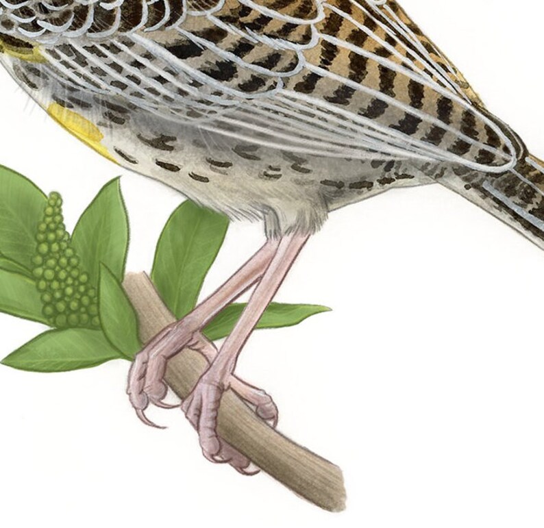 Western Meadowlark Art Print Oregon State Bird, Montana State Bird ...