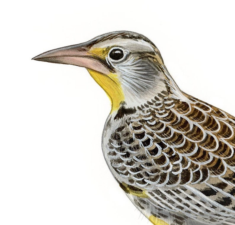 Western Meadowlark Art Print Oregon State Bird, Montana State Bird ...