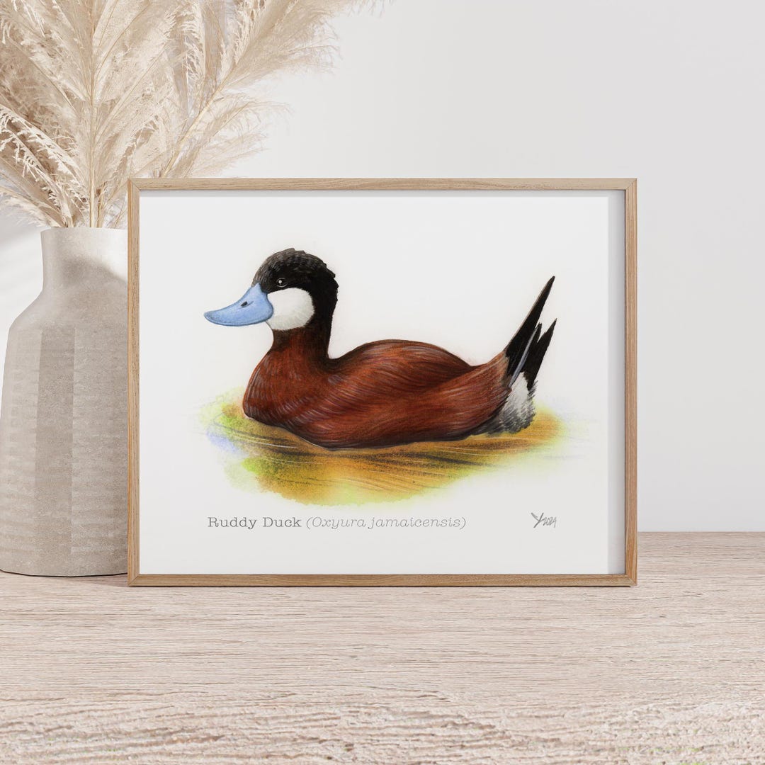 Ruddy Duck Art Print - Unique Gift for Bird Watching Enthusiasts ...