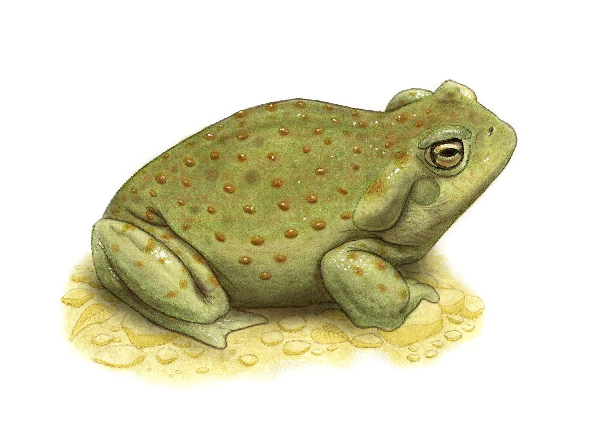 Sonoran Desert Toad Printable - DIGITAL DOWNLOAD Sacred Toad, Colorado ...