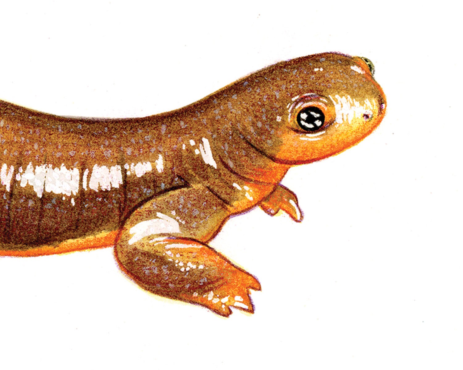 California Newt Print Wildlife Art for Woodland Decor & Herping ...