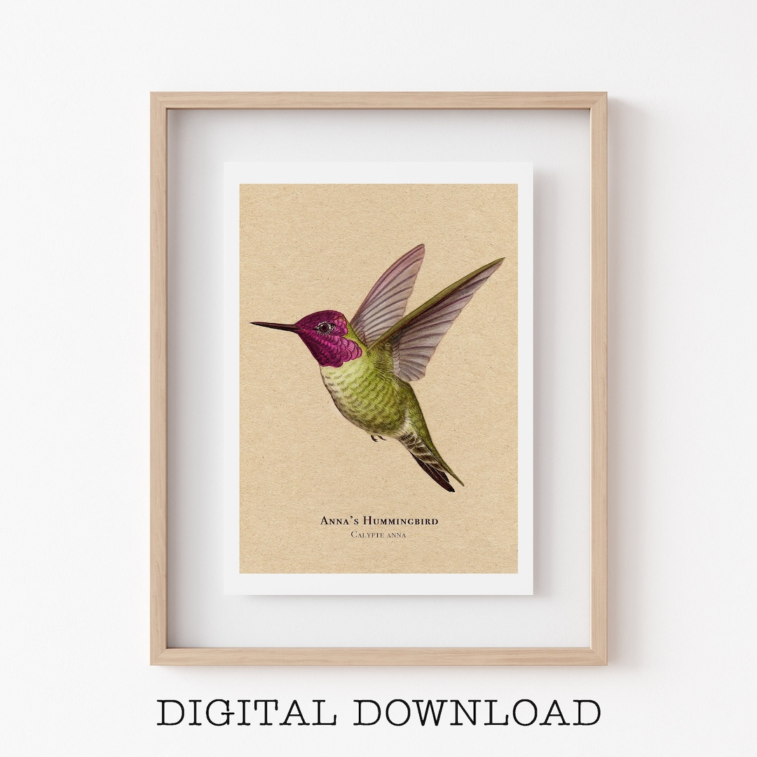 Anna's Hummingbird Printable - Rustic Cabin Decor, Vintage Bird ...