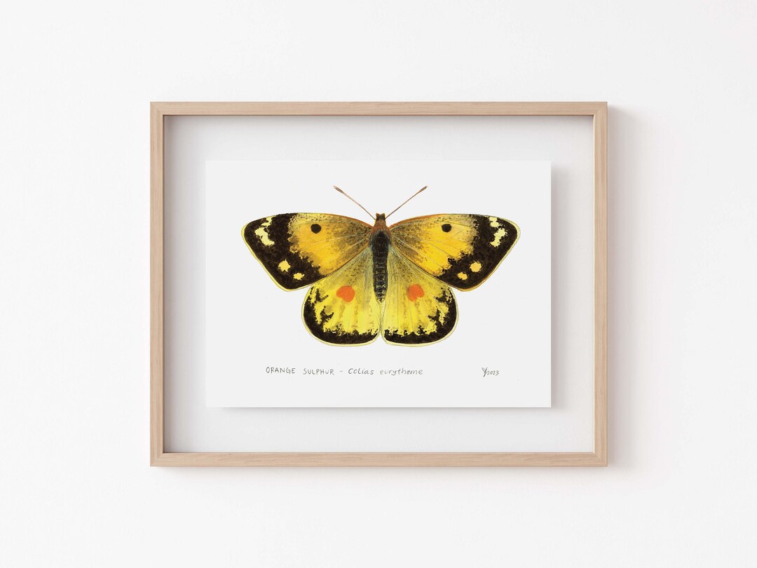 Orange Sulphur Butterfly Print - Entomology Art, Unique Nature Decor ...