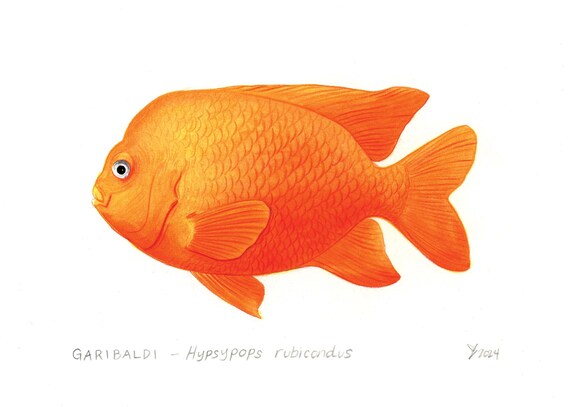 Garibaldi Fish Drawing