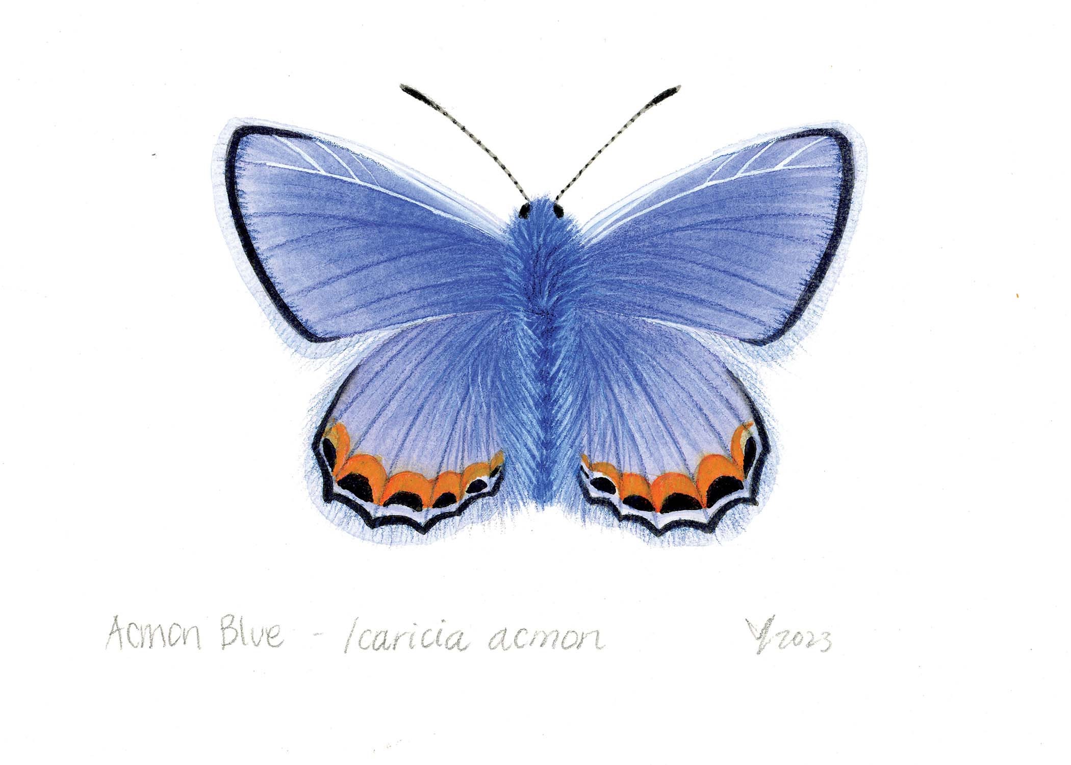 Acmon Blue Butterfly Print - Enchanting Fairy Cottage Decor ...